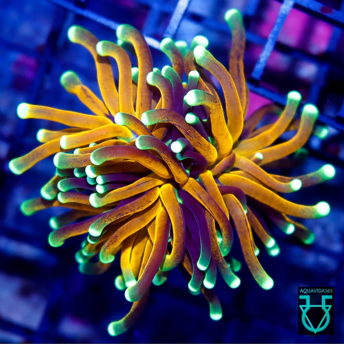Tiger Torch – Aquavida365