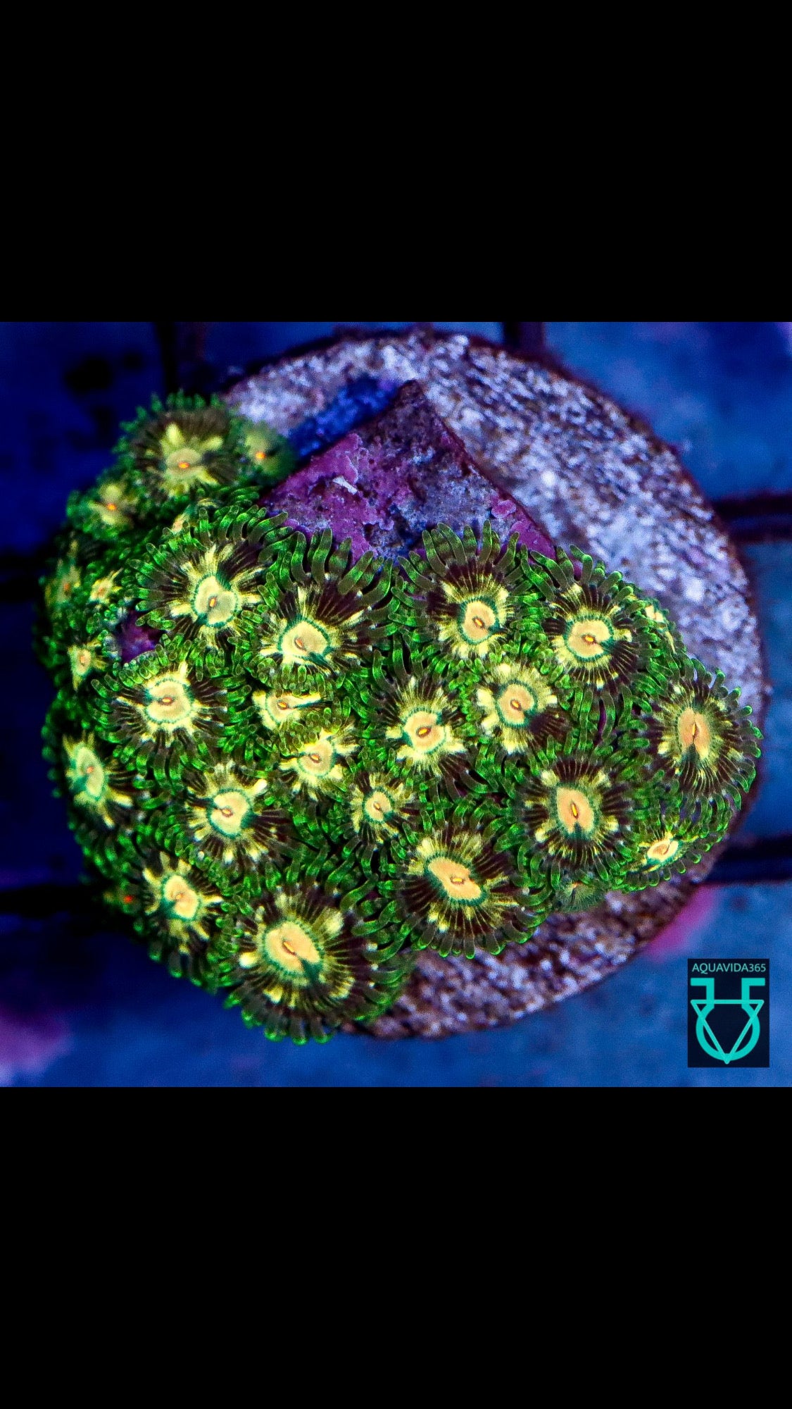 Kush star – Aquavida365