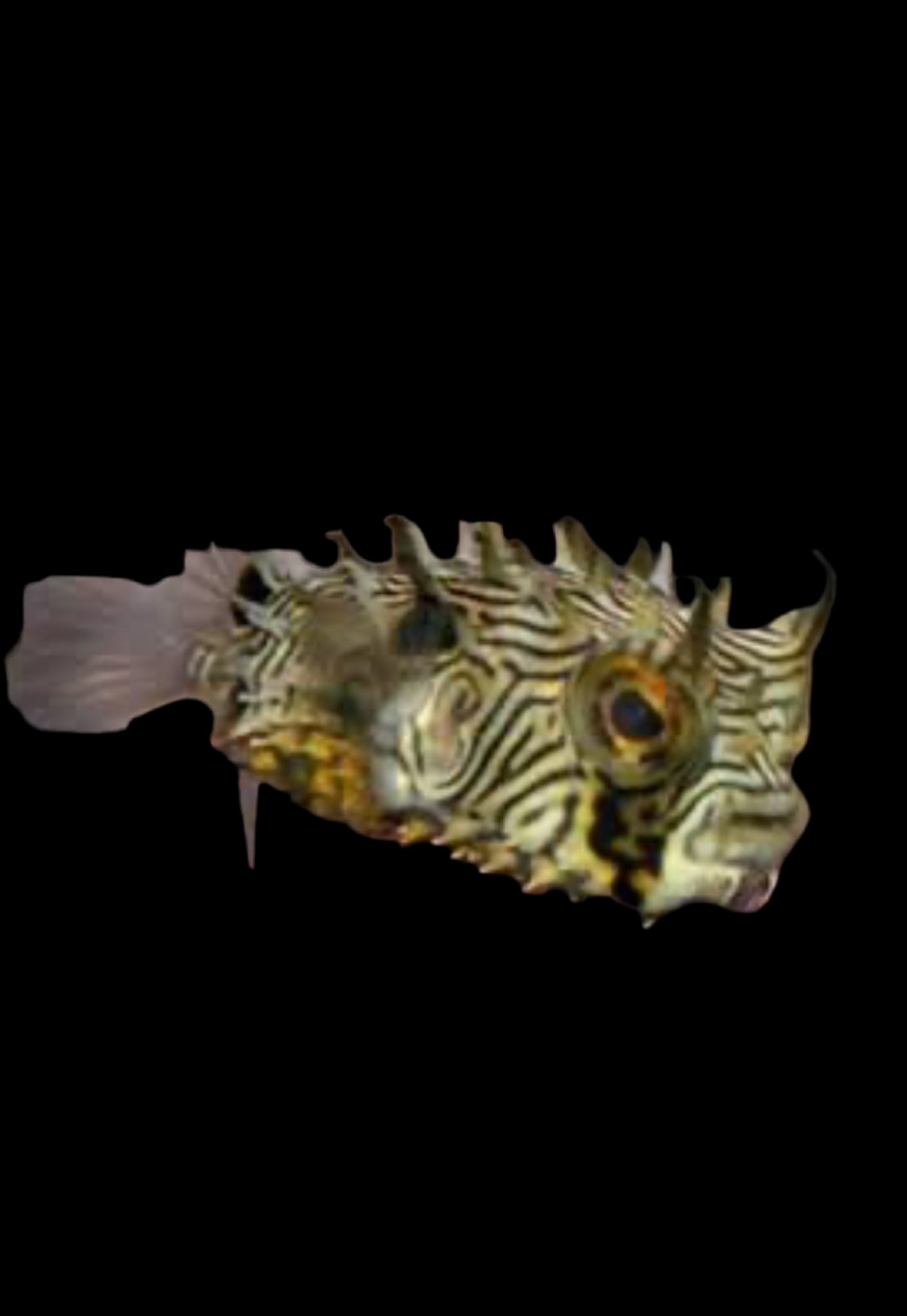 Burr (Spiny Box) Puffer -ATL – Aquavida365