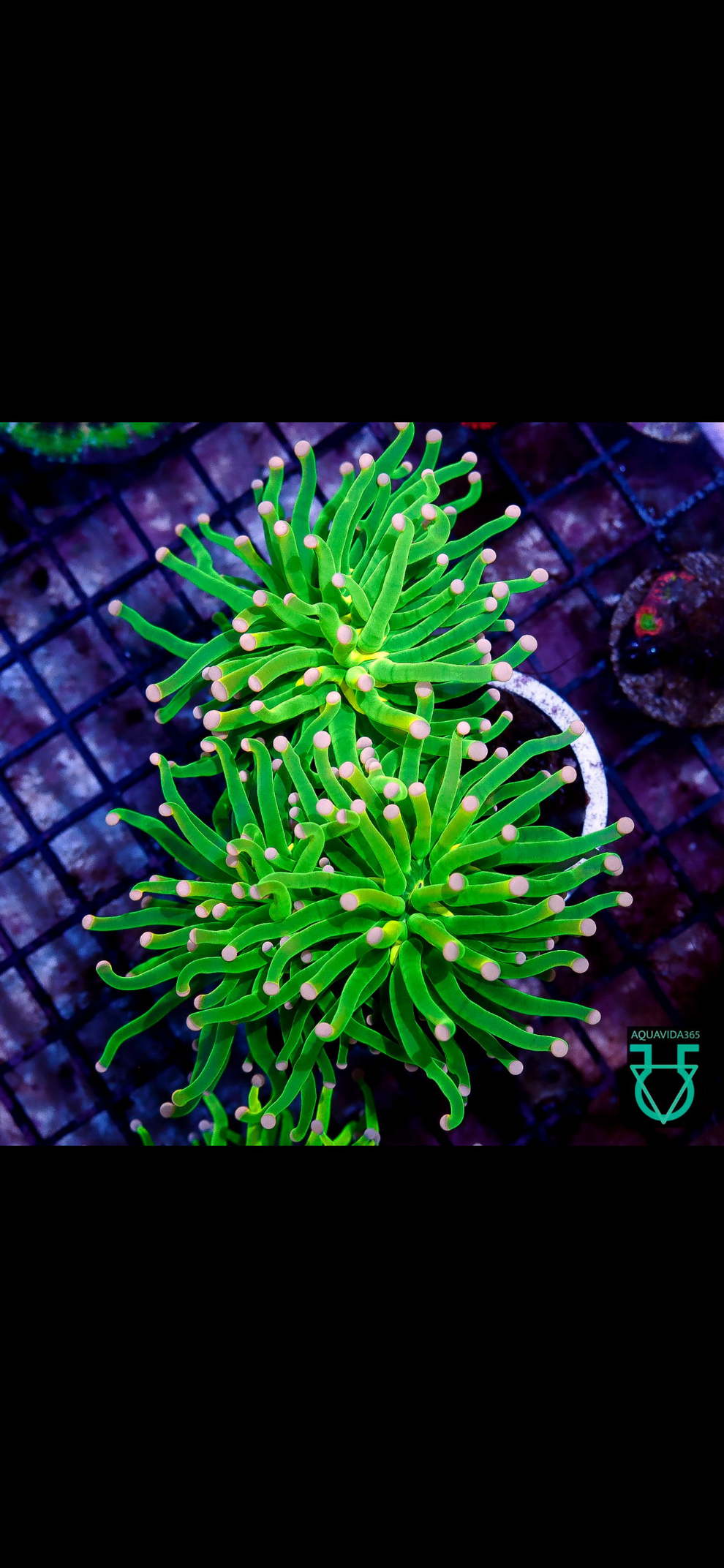 cotton candy Malaysian Torch – Aquavida365